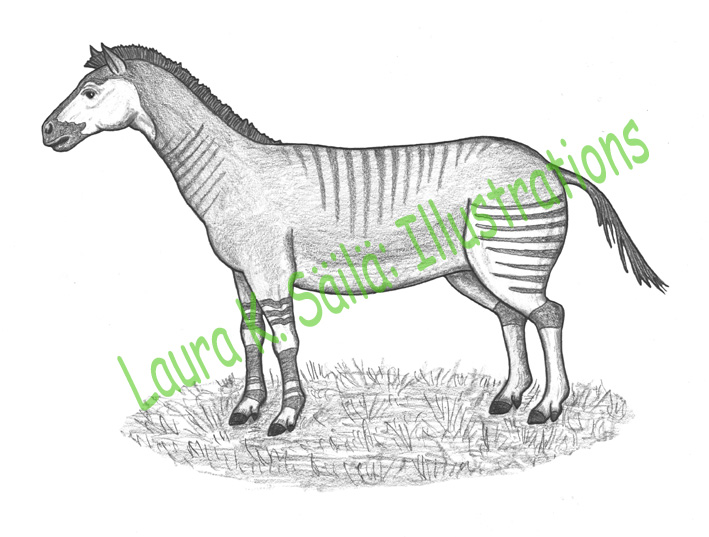 Laura Säilä | Anchitherium